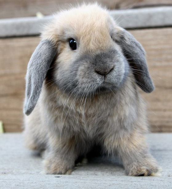 Kanin i Randers, Spentrup og Langå